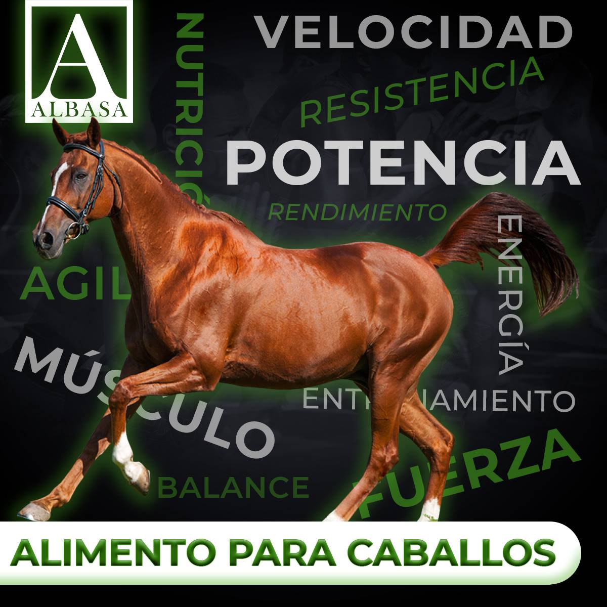 Caballos - ALBASA