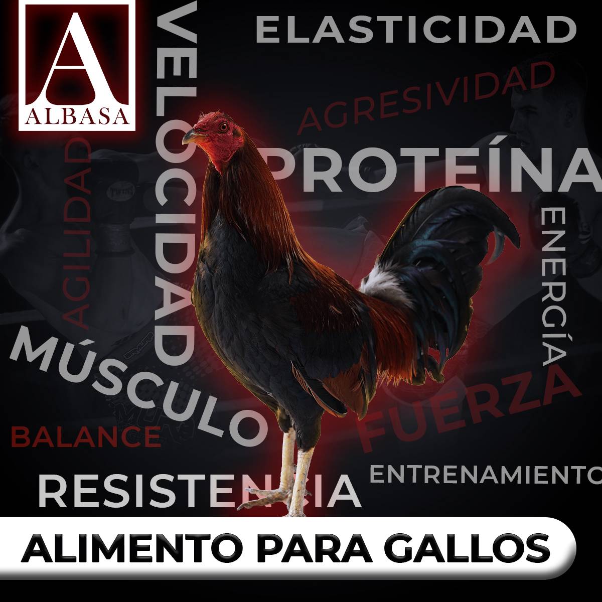 Gallos - ALBASA